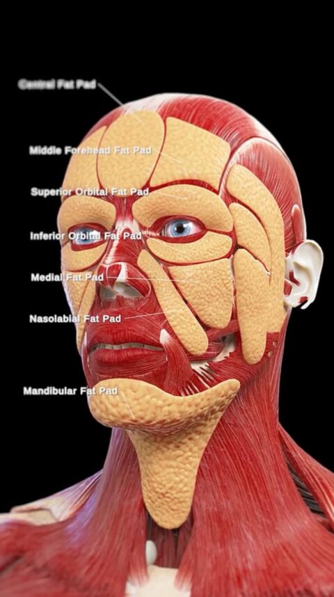 Understanding facial fat pads and how these tie in with aesthetic ...